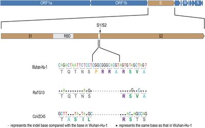 Frontiers | Comparative Genomic Analyses Reveal a Specific Mutation Pattern Between Human ...